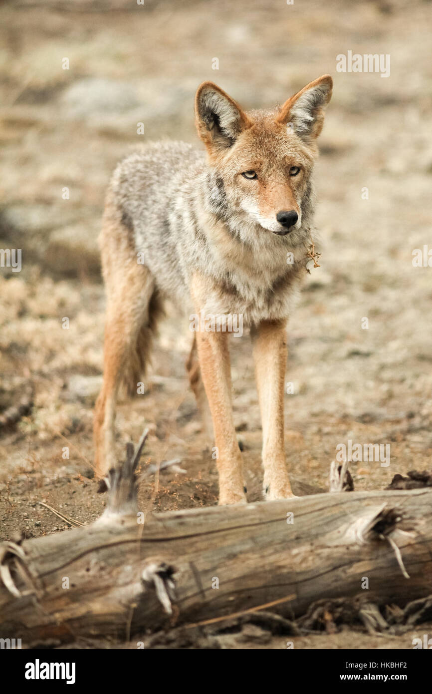Coyote standing near a log in Yosemite National Park. (Canis latrans ...