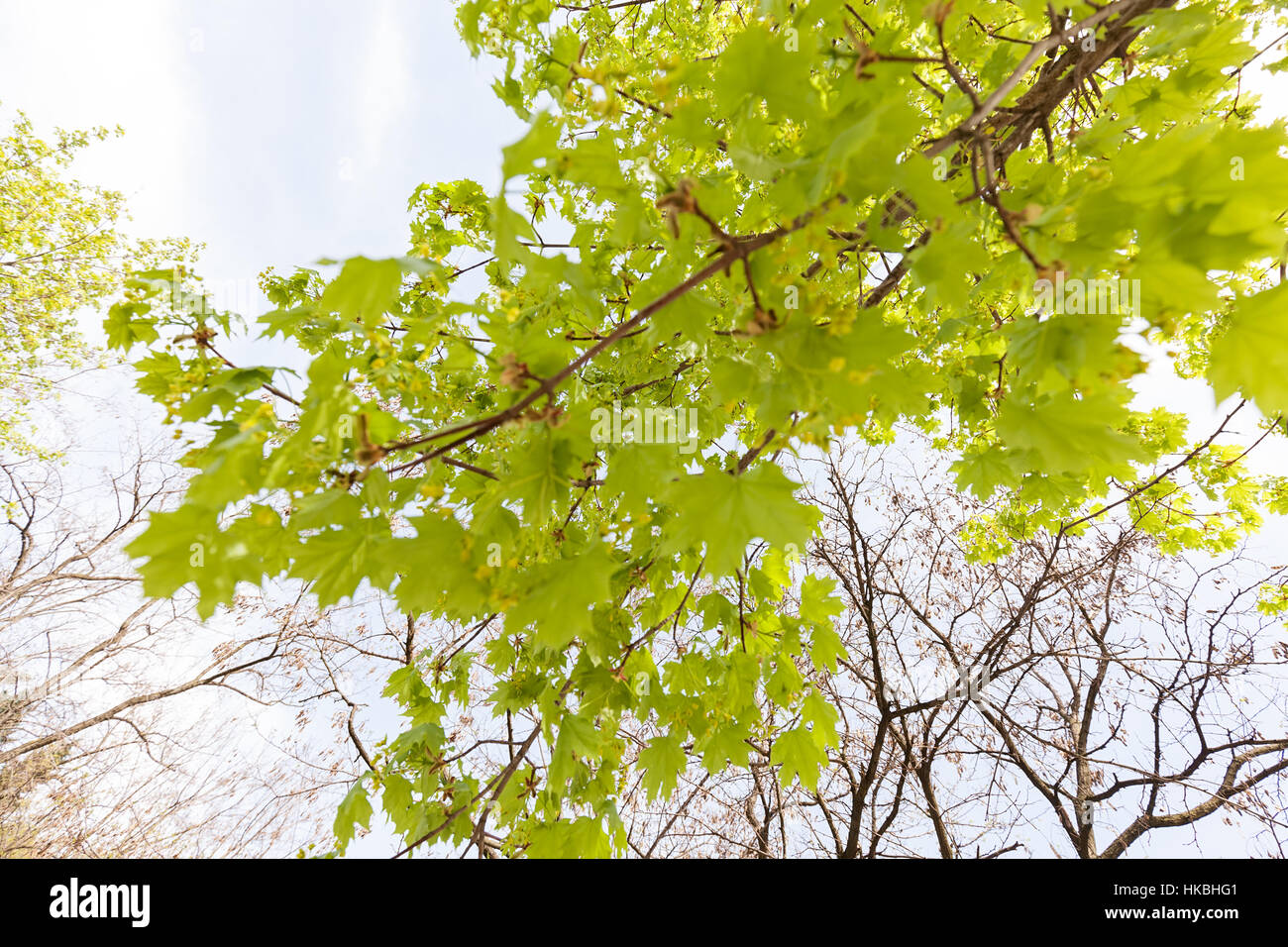 crown tree with sunshine in spring, note shallow depth of field Stock ...