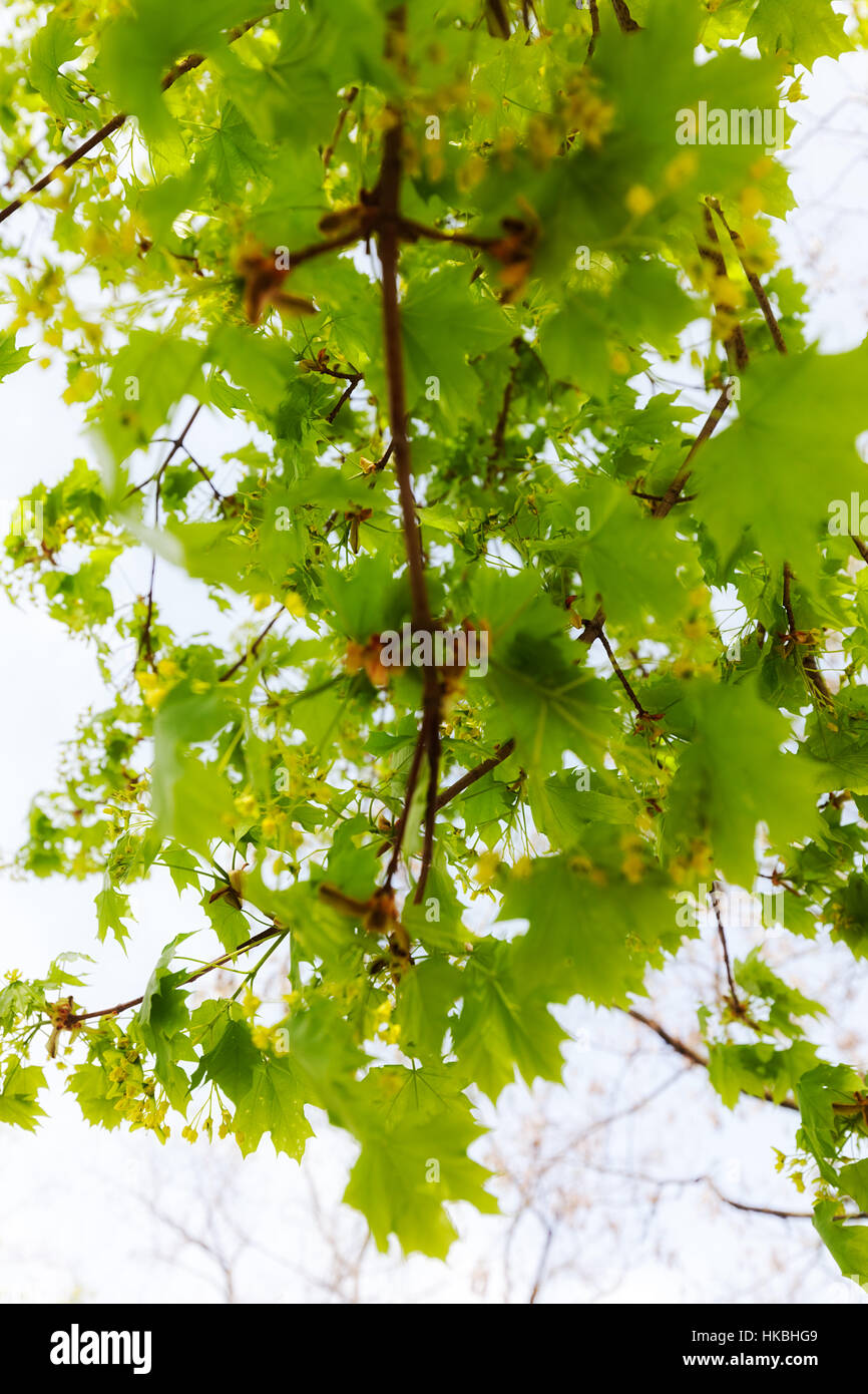 crown tree with sunshine in spring, note shallow depth of field Stock ...