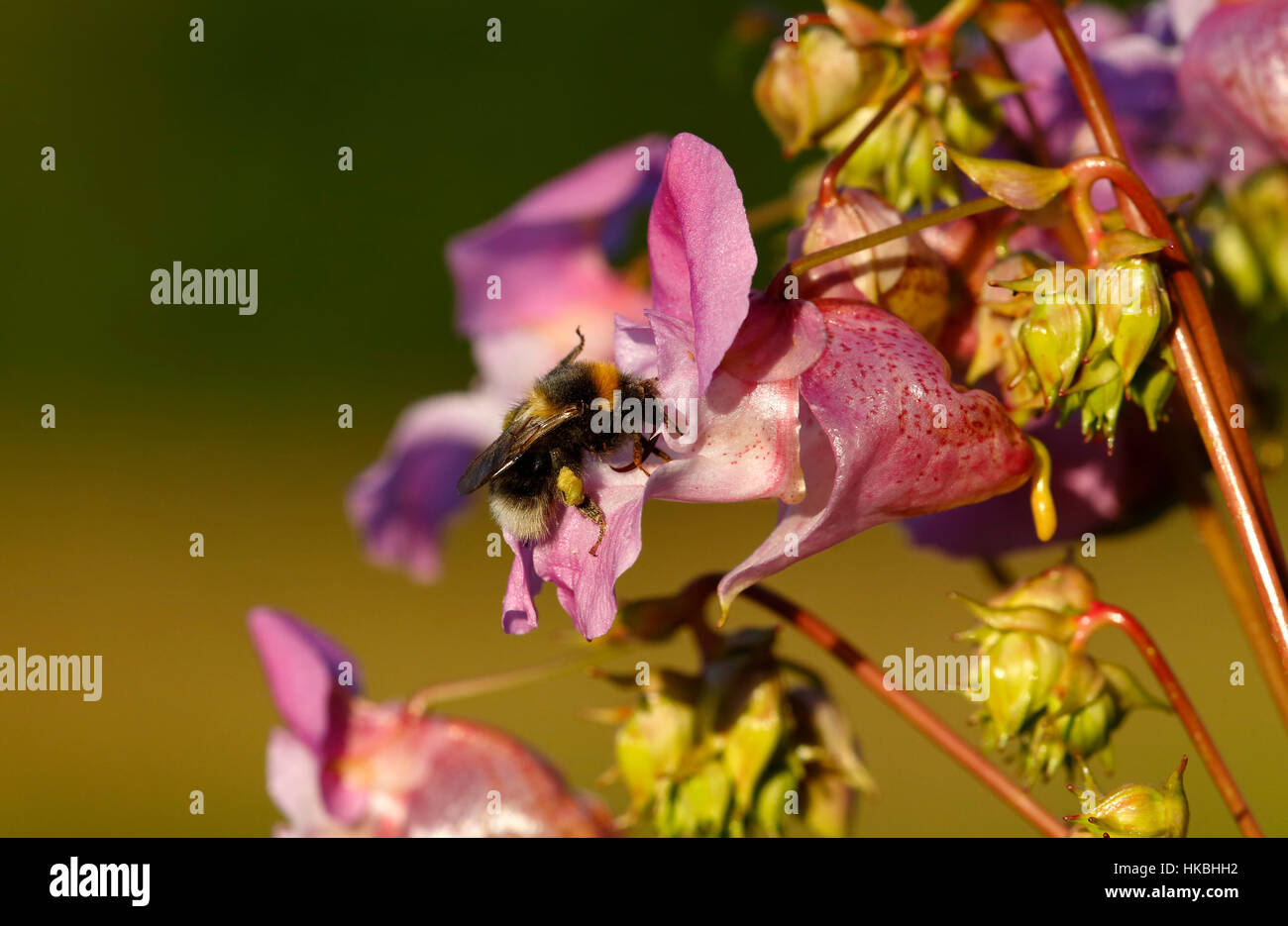 Bumblebee bee - Himalayan Balsam Stock Photo - Alamy