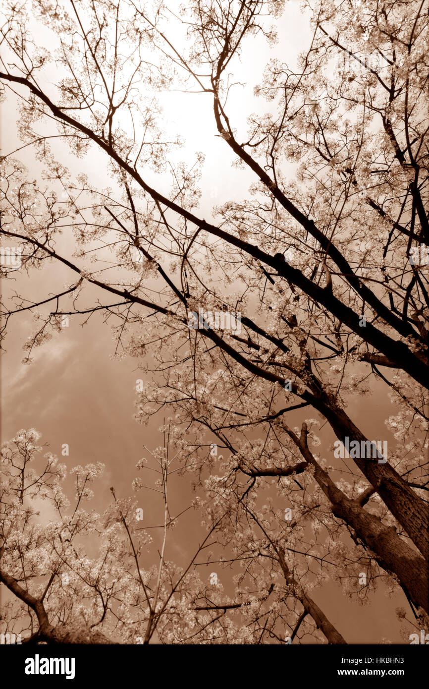 crown tree with sunshine in spring, note shallow depth of field Stock ...