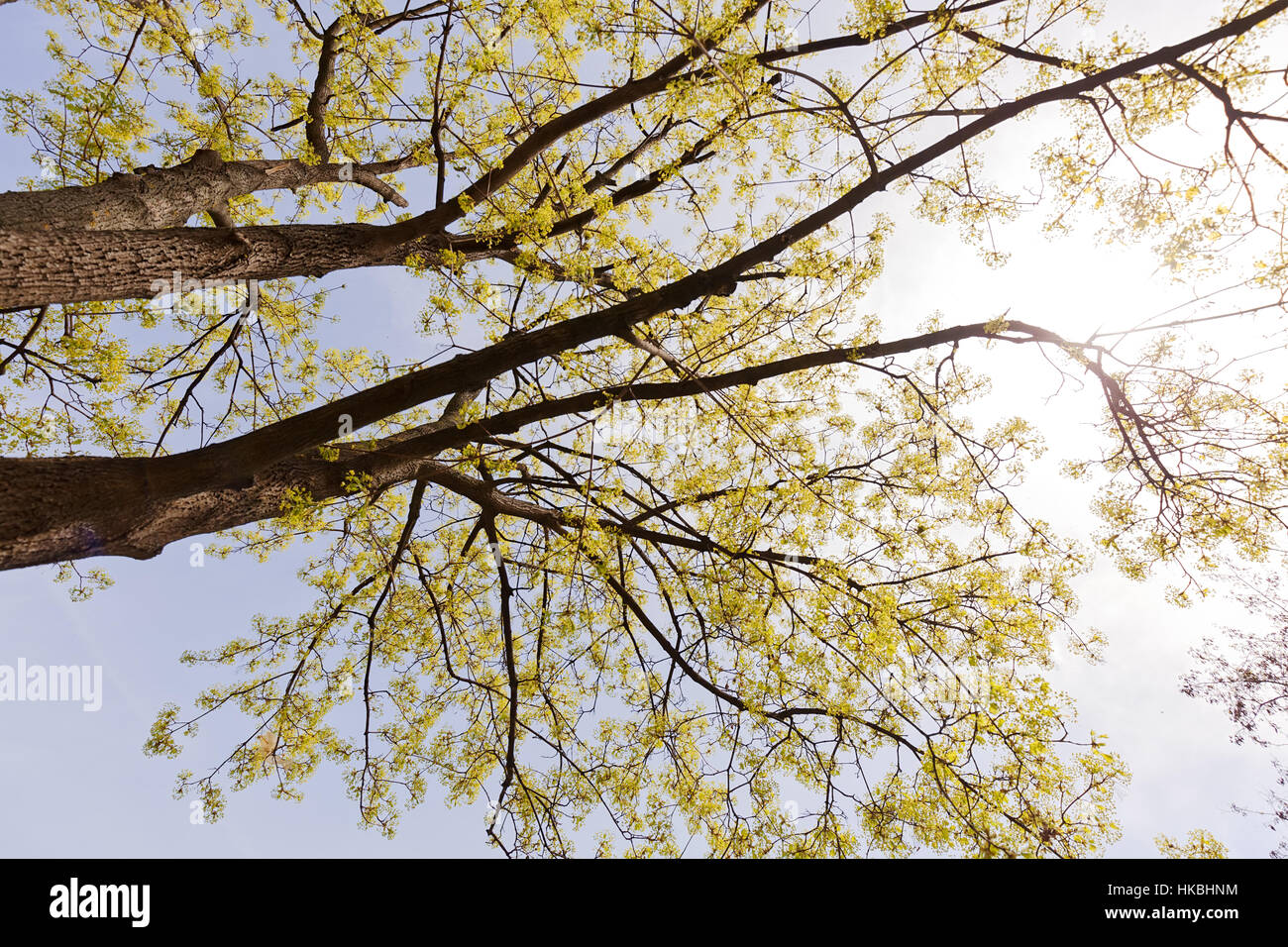 crown tree with sunshine in spring, note shallow depth of field Stock ...