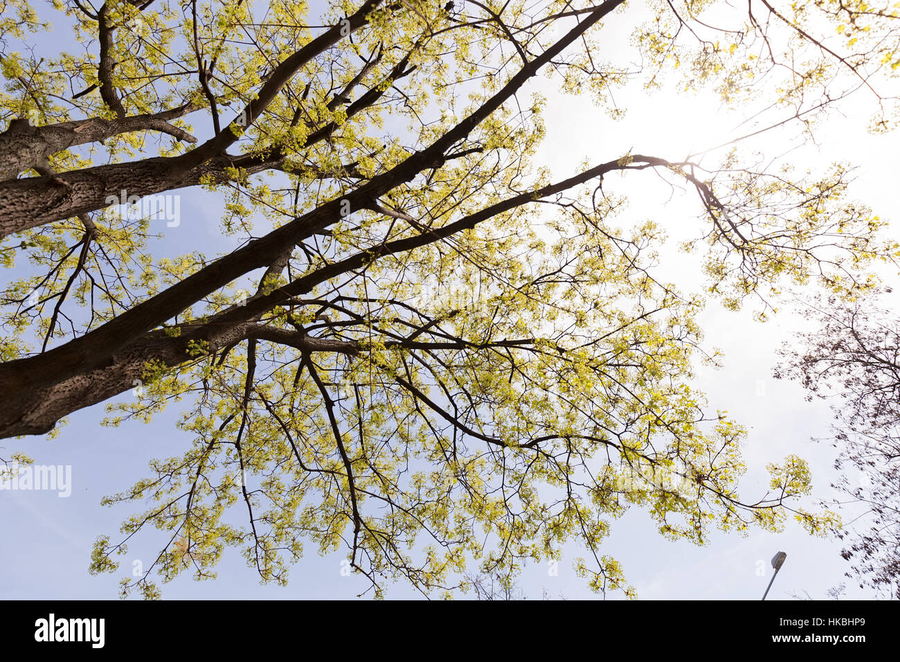 crown tree with sunshine in spring, note shallow depth of field Stock ...