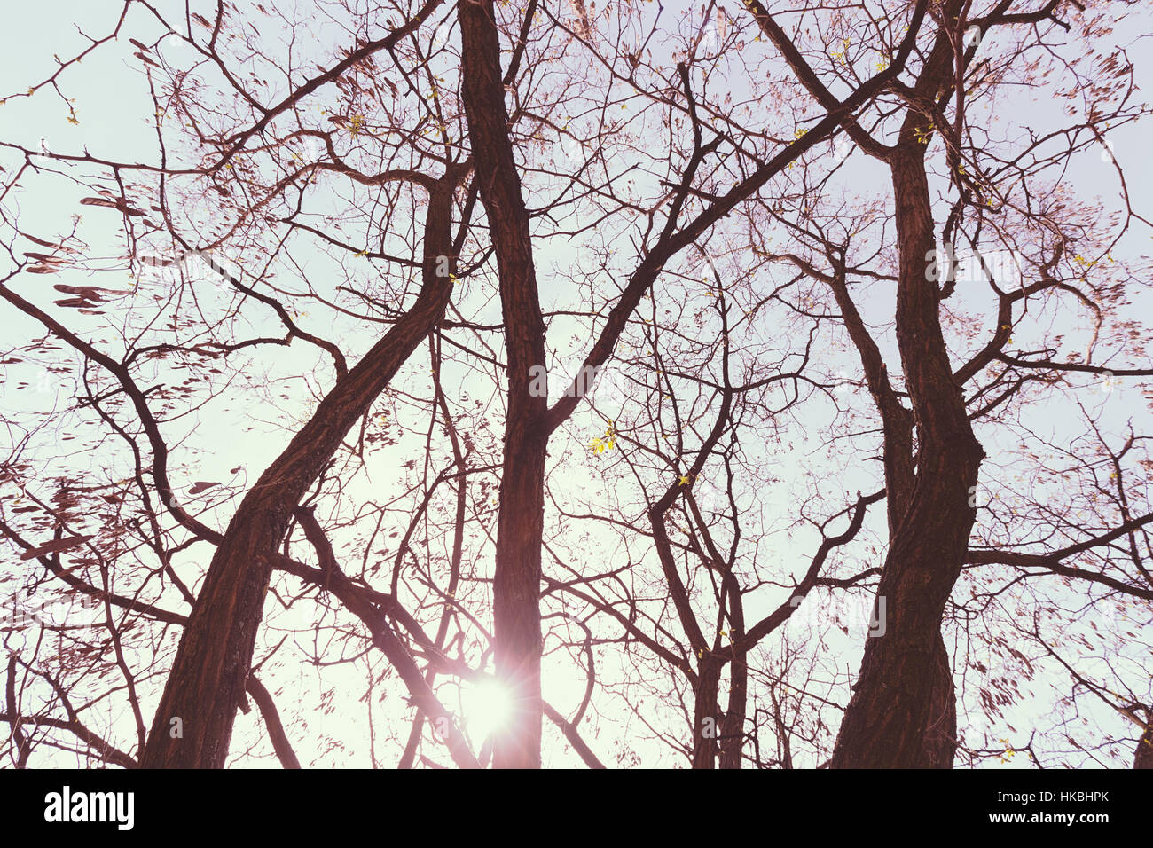 crown tree with sunshine in spring, note shallow depth of field Stock ...