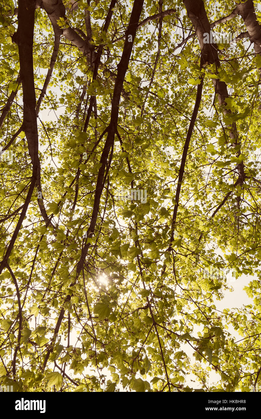 crown tree with sunshine in spring, note shallow depth of field Stock ...