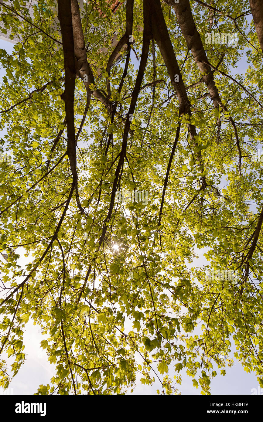 crown tree with sunshine in spring, note shallow depth of field Stock ...