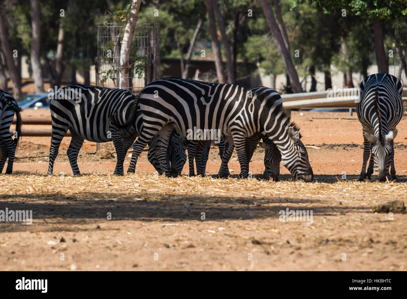 Visit to Safari Ramat Gan, Israel Stock Photo - Alamy