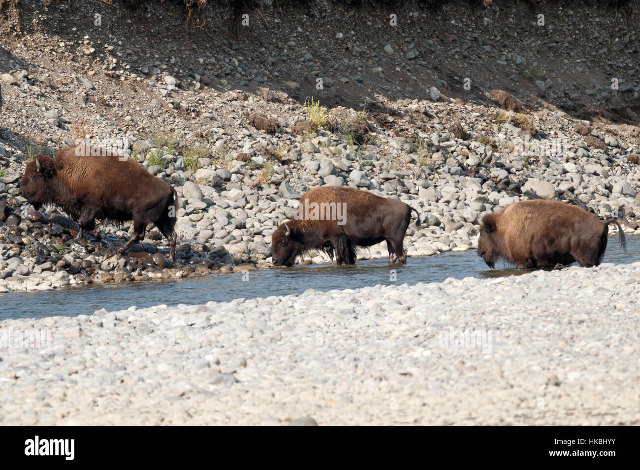 Buffalo crossing the river in Yellowstone, Wyoming, Yellowstone ...
