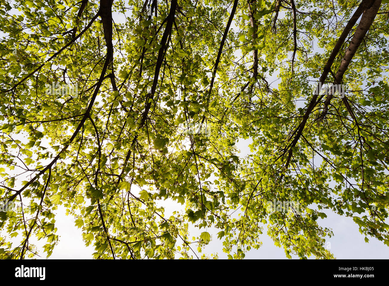 crown tree with sunshine in spring, note shallow depth of field Stock ...