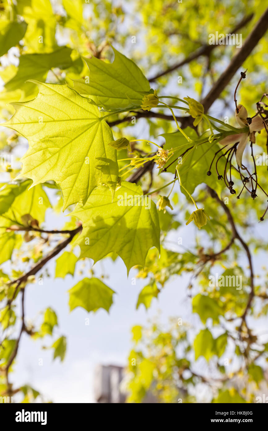 crown tree with sunshine in spring, note shallow depth of field Stock ...