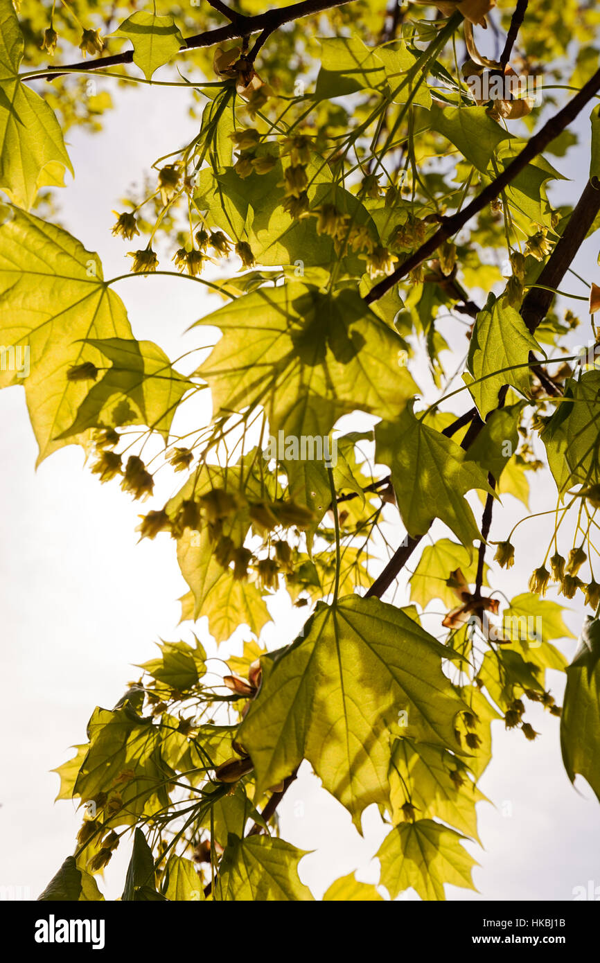 crown tree with sunshine in spring, note shallow depth of field Stock ...
