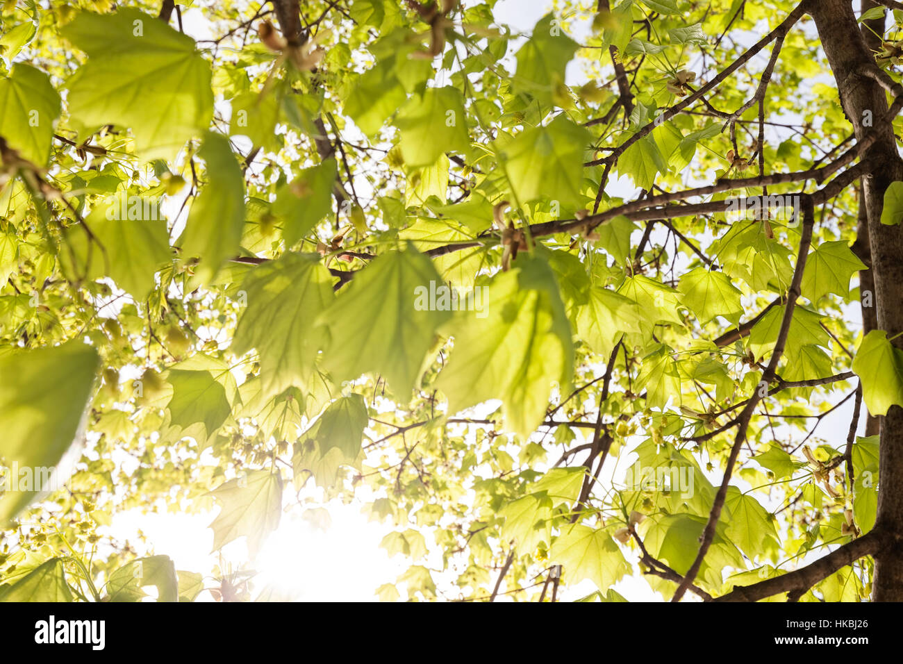 crown tree with sunshine in spring, note shallow depth of field Stock ...
