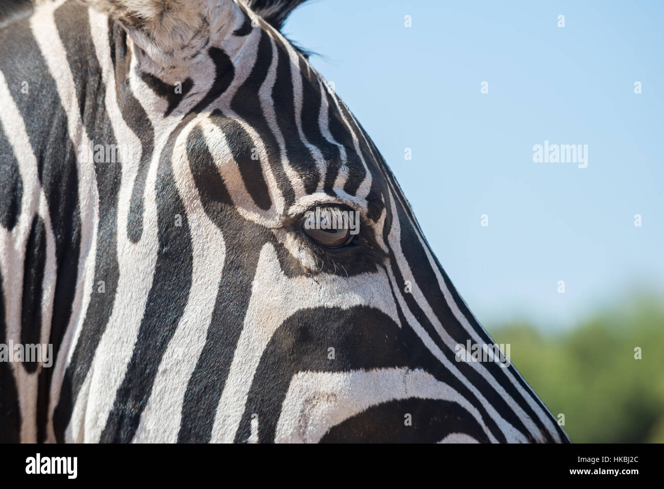 Visit to Safari Ramat Gan, Israel Stock Photo - Alamy