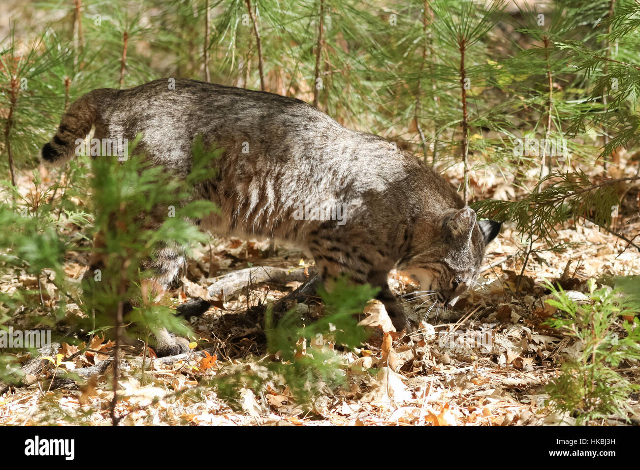 Bobcat hunting, (Lynx rufus), California, Yosemite National Park, Taken ...