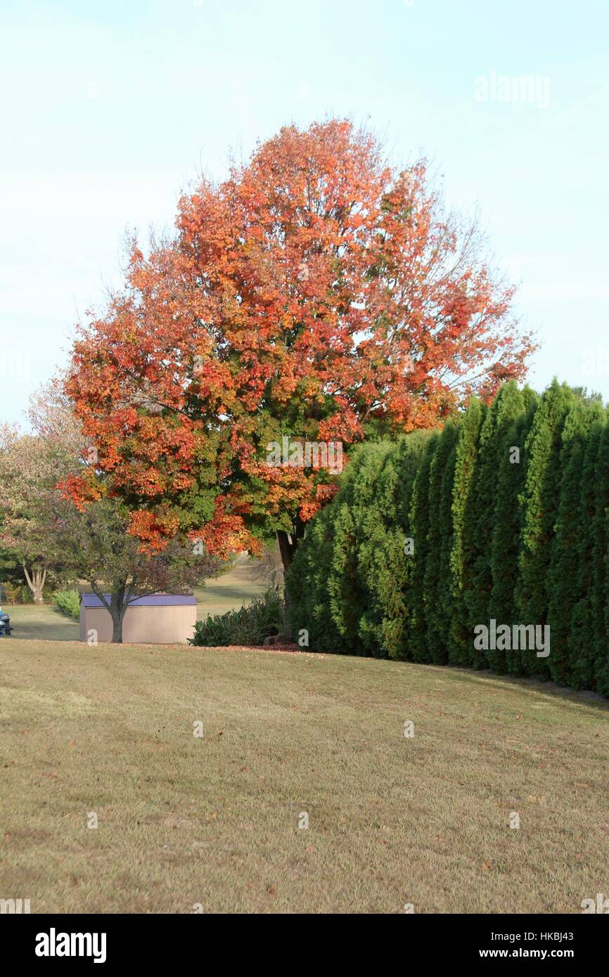 The autumn tree in the yard Stock Photo - Alamy