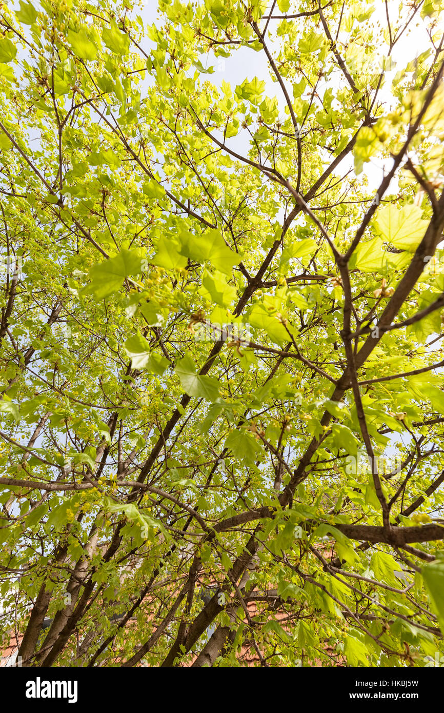 crown tree with sunshine in spring, note shallow depth of field Stock ...