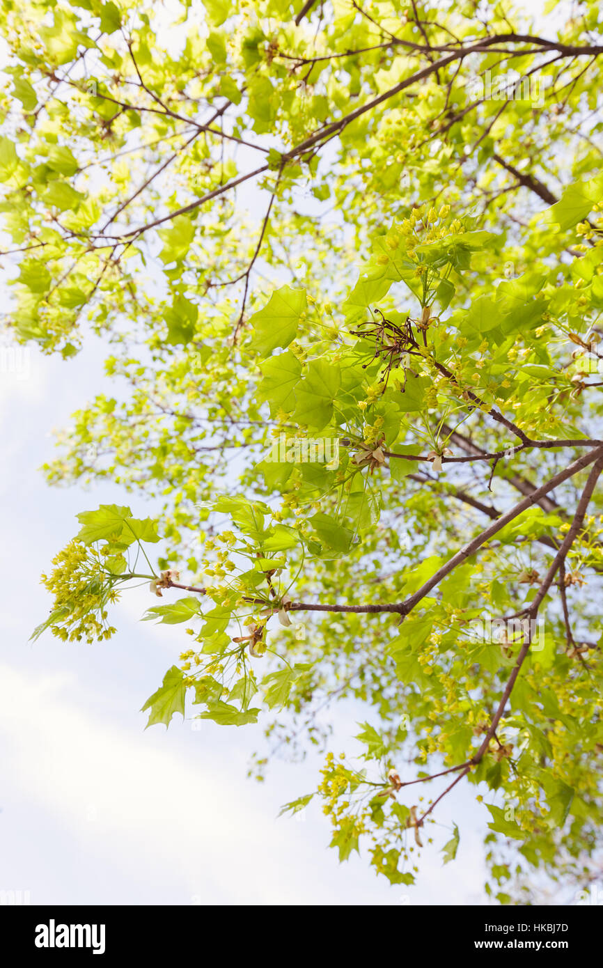 crown tree with sunshine in spring, note shallow depth of field Stock ...