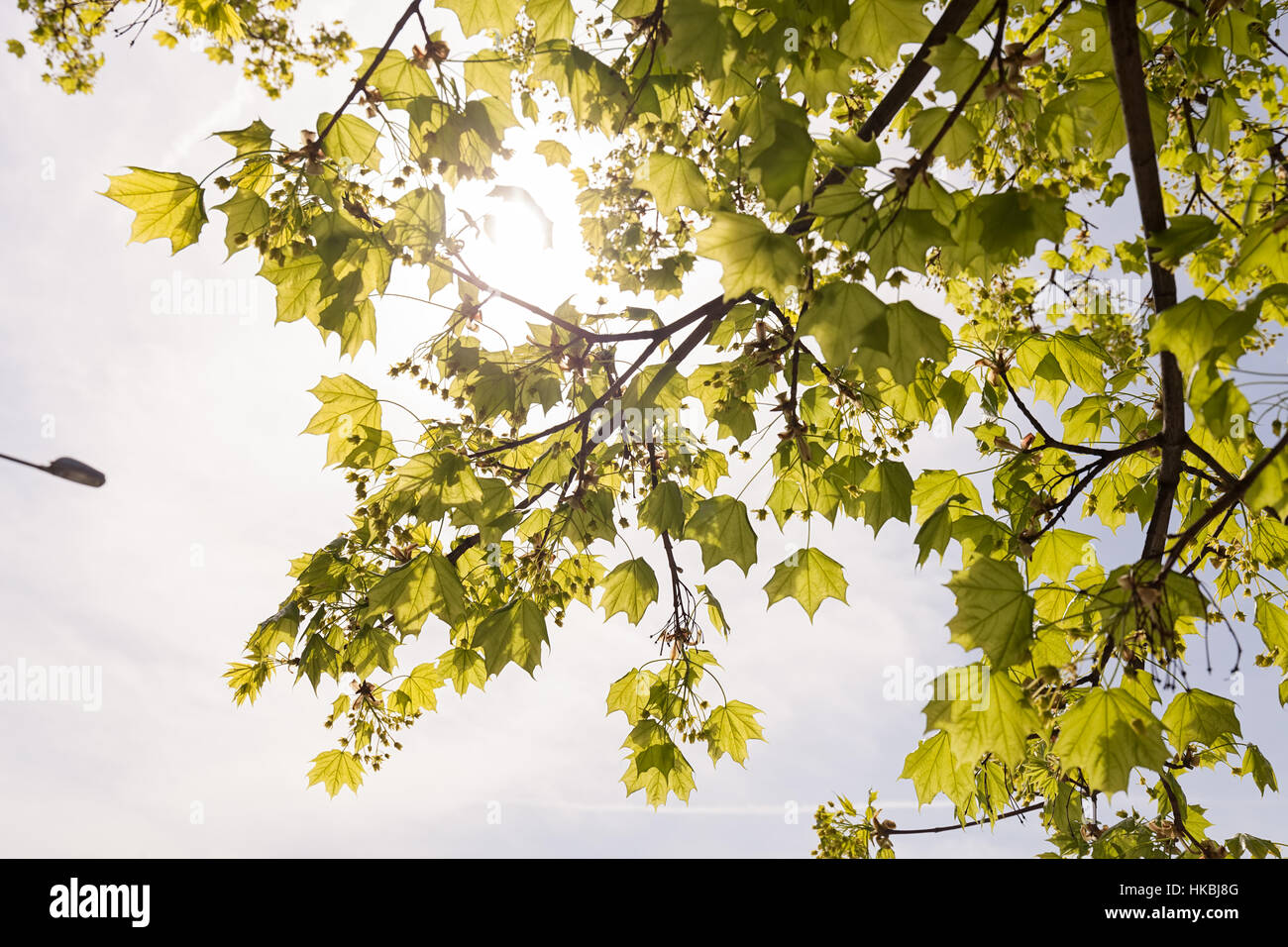 crown tree with sunshine in spring, note shallow depth of field Stock ...