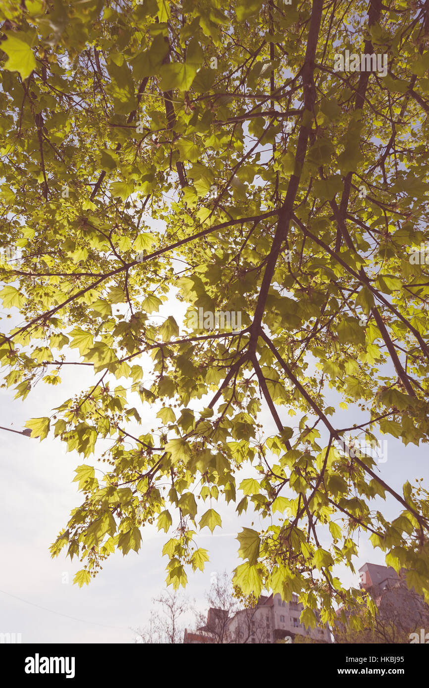 crown tree with sunshine in spring, note shallow depth of field Stock ...
