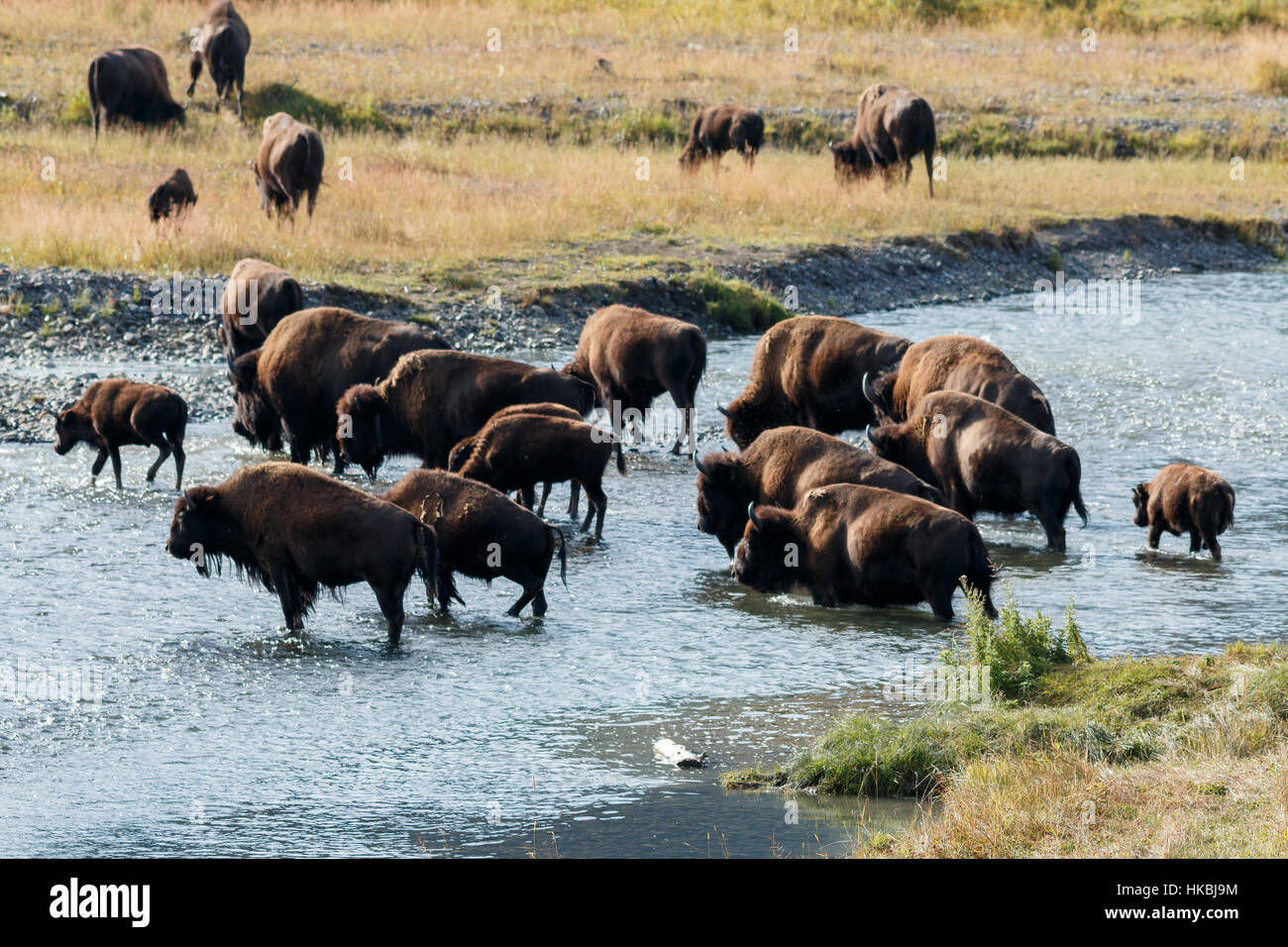 Buffalo crossing the river in Yellowstone, Wyoming, Yellowstone ...