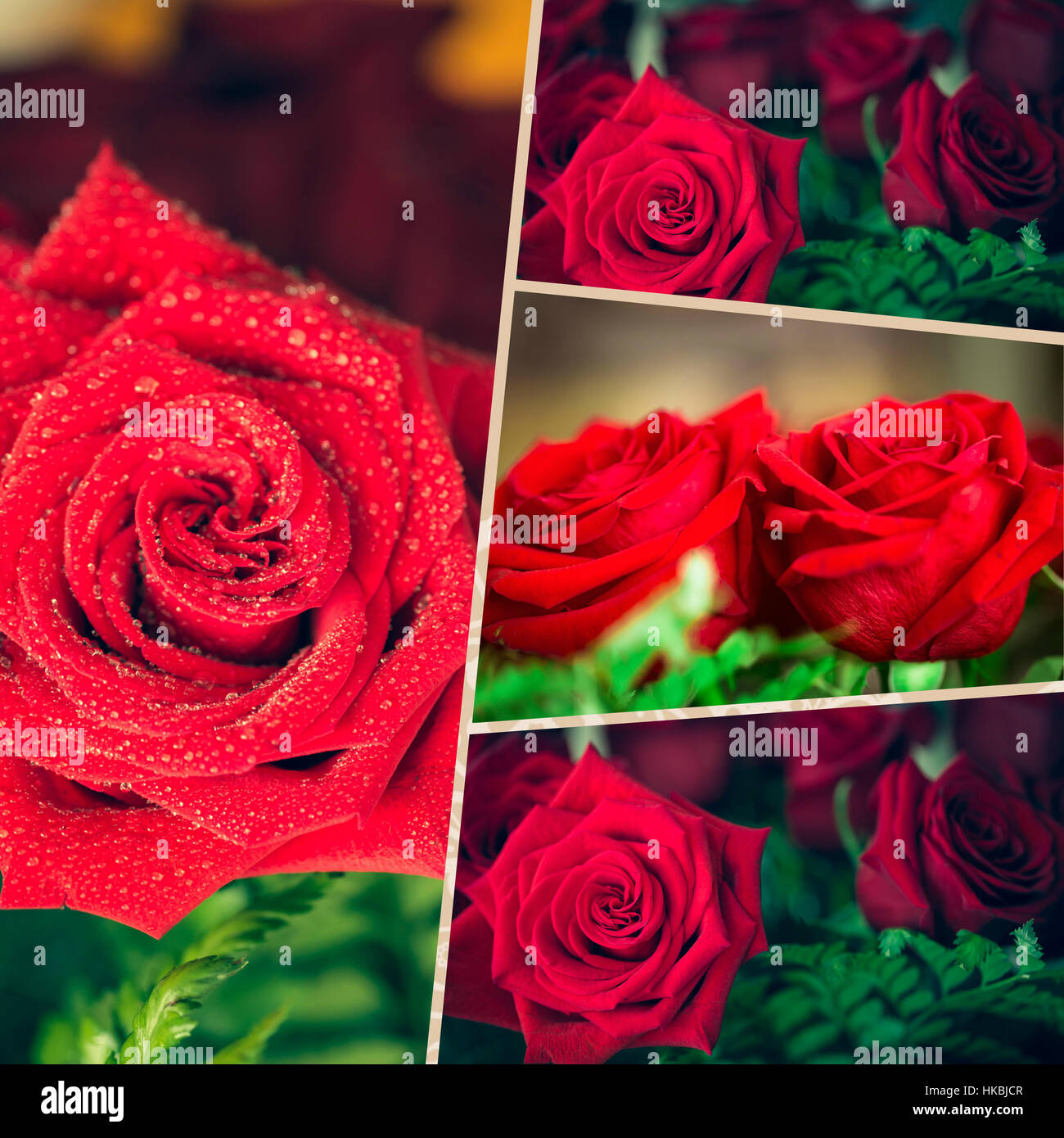 Collage of beautiful red rose macro shot close up Stock Photo - Alamy