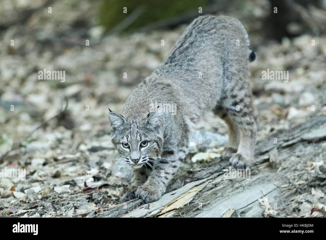 Bobcat hunting, (Lynx rufus), California, Yosemite National Park, Taken ...