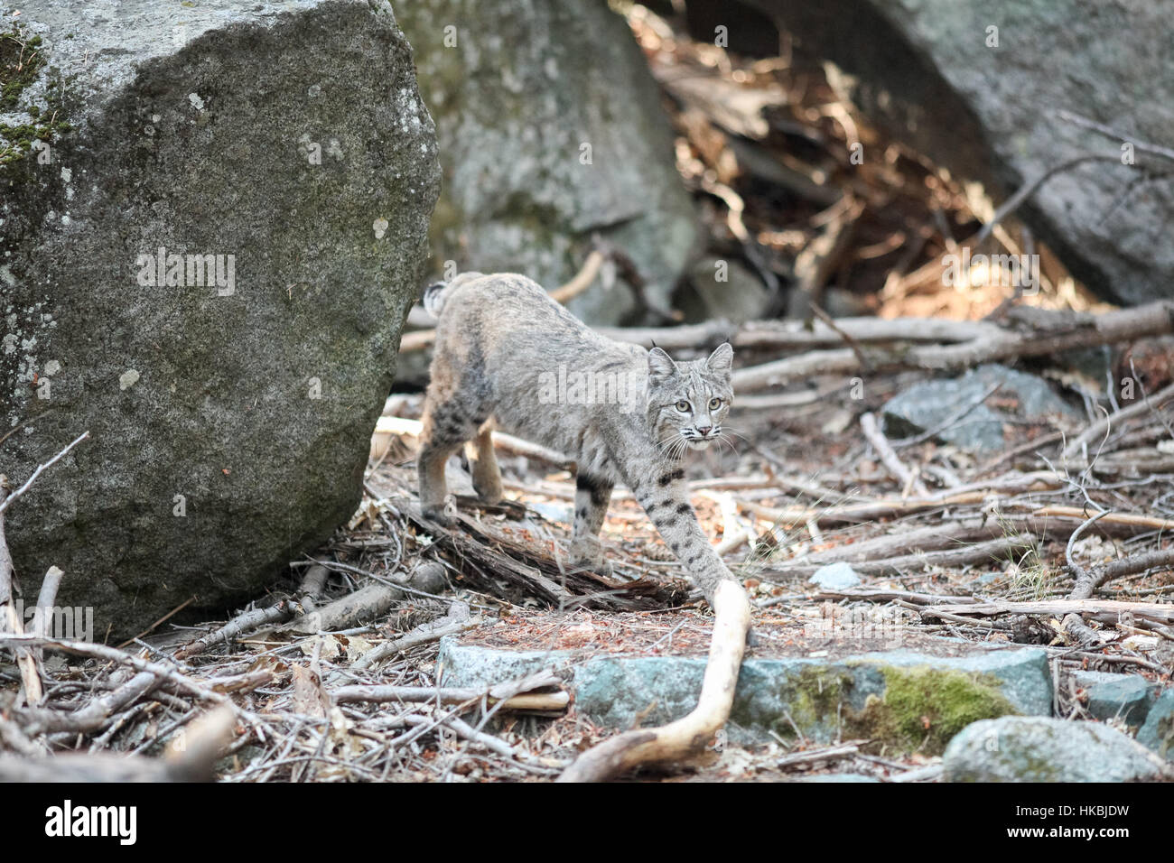 Bobcat hunting, (Lynx rufus), California, Yosemite National Park, Taken ...