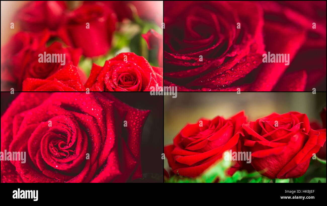 Collage of beautiful red rose macro shot close up Stock Photo - Alamy
