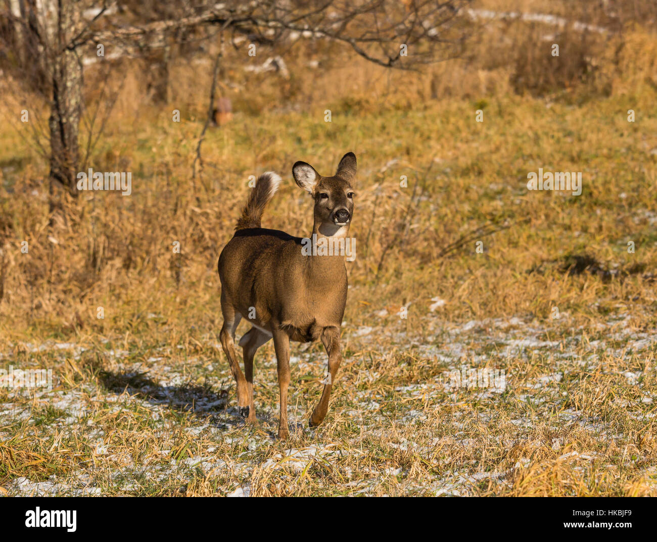 Deer tail flag hi-res stock photography and images - Alamy