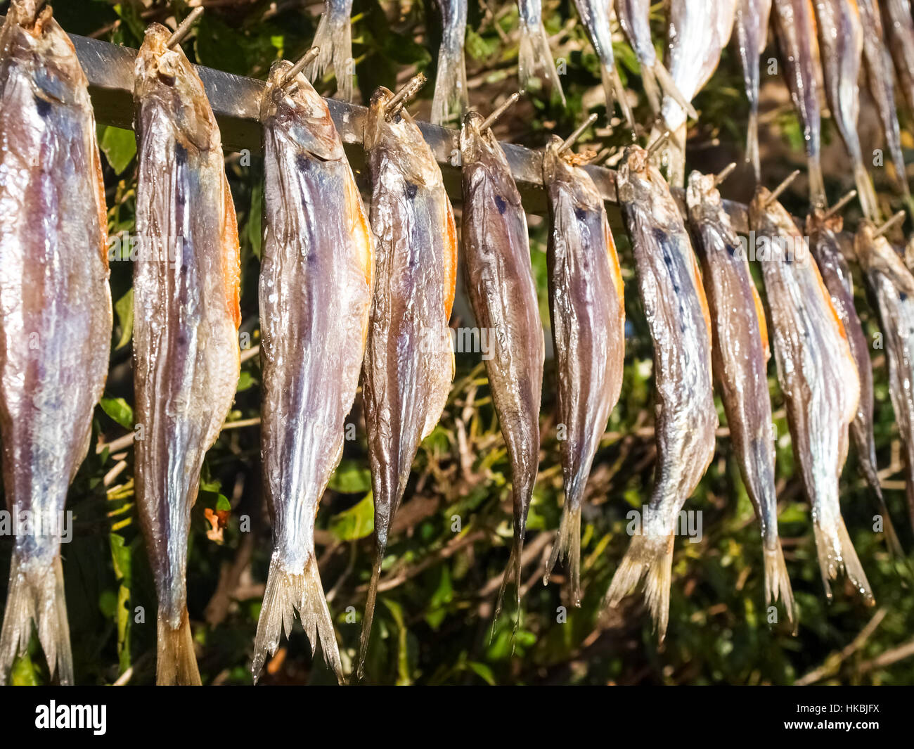 Lake Como, Italy. Typical fish named misultin dried in the sun Stock ...