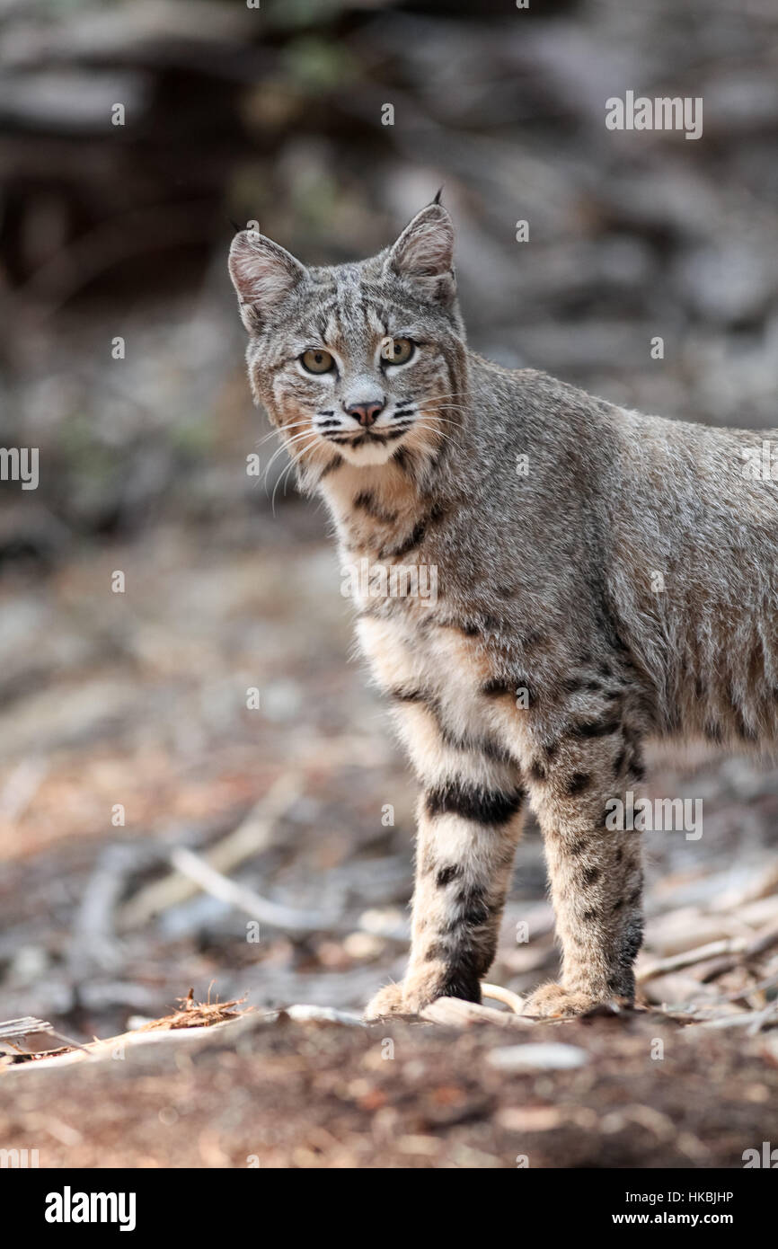 Bobcat hunting, (Lynx rufus), California, Yosemite National Park, Taken ...