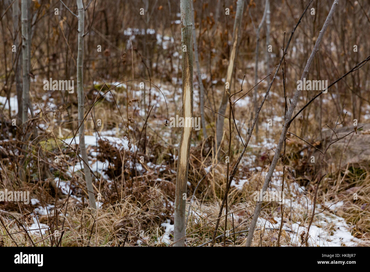 White-tailed buck rub Stock Photo - Alamy