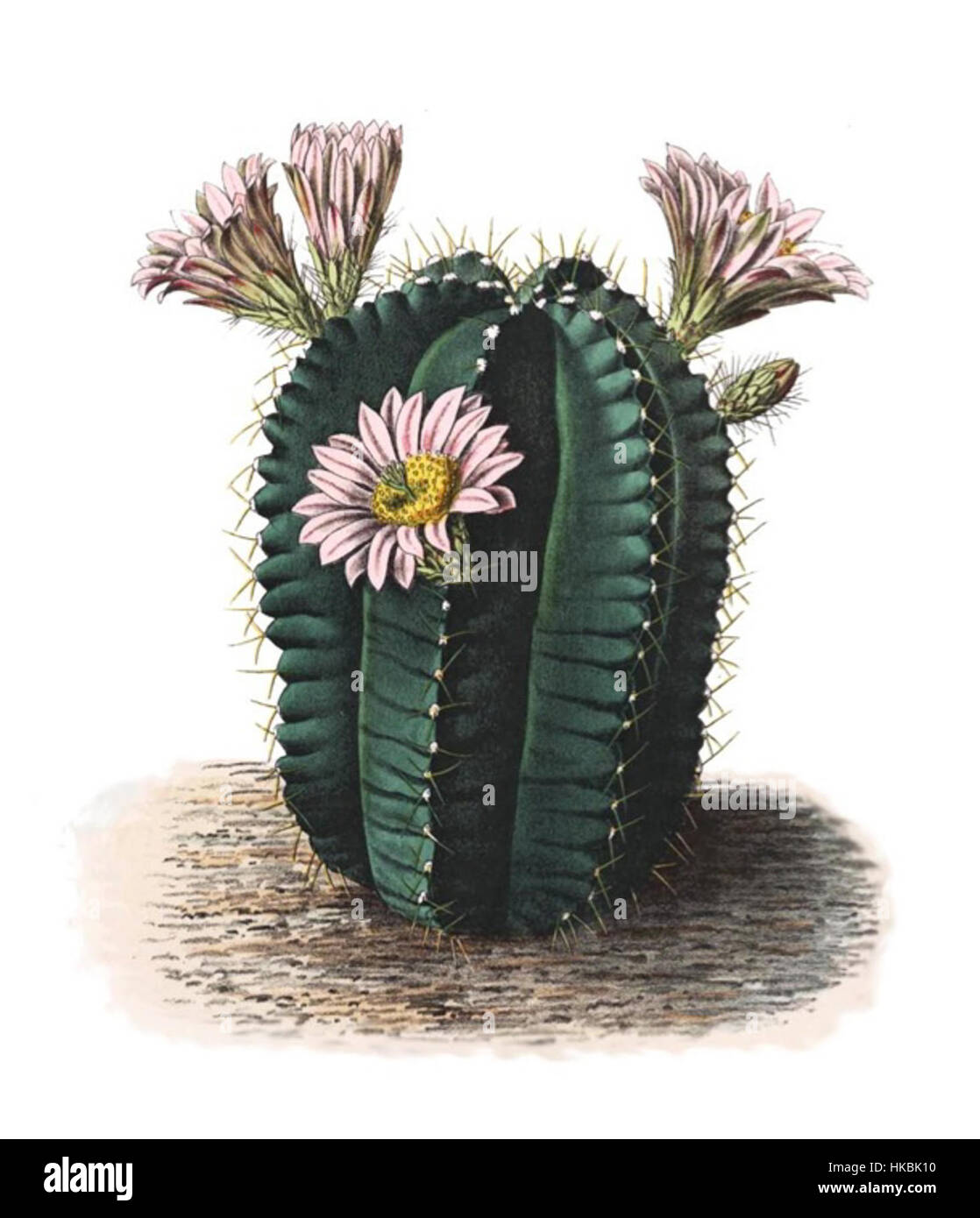 This botanical illustration depicts Echinocereus knippelianus, a ...