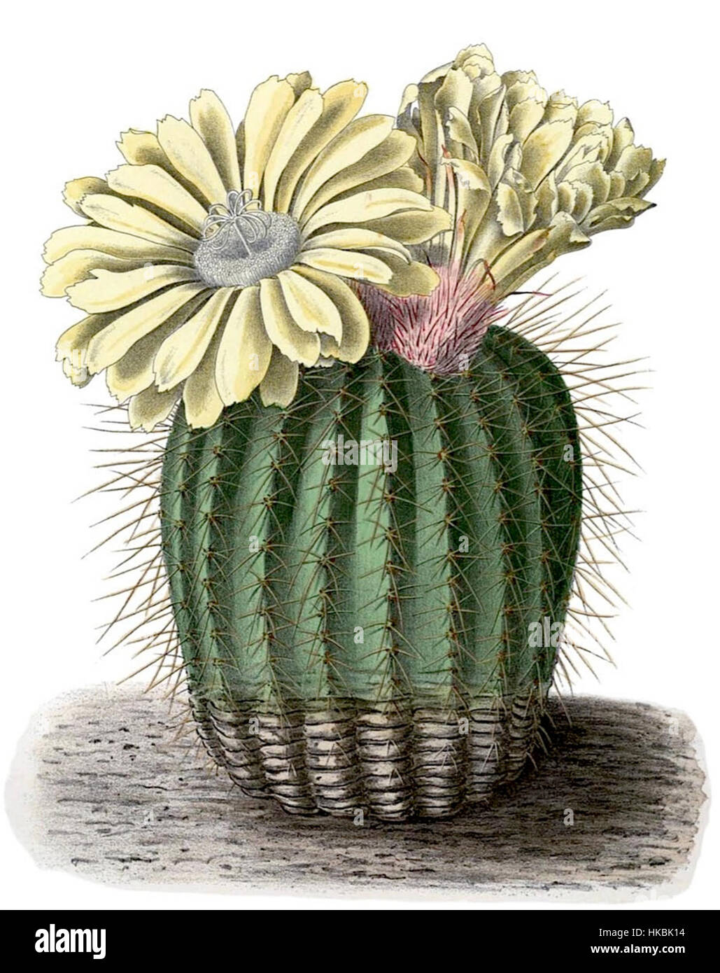 Parodia schumanniana, a species of cactus, is featured in this ...