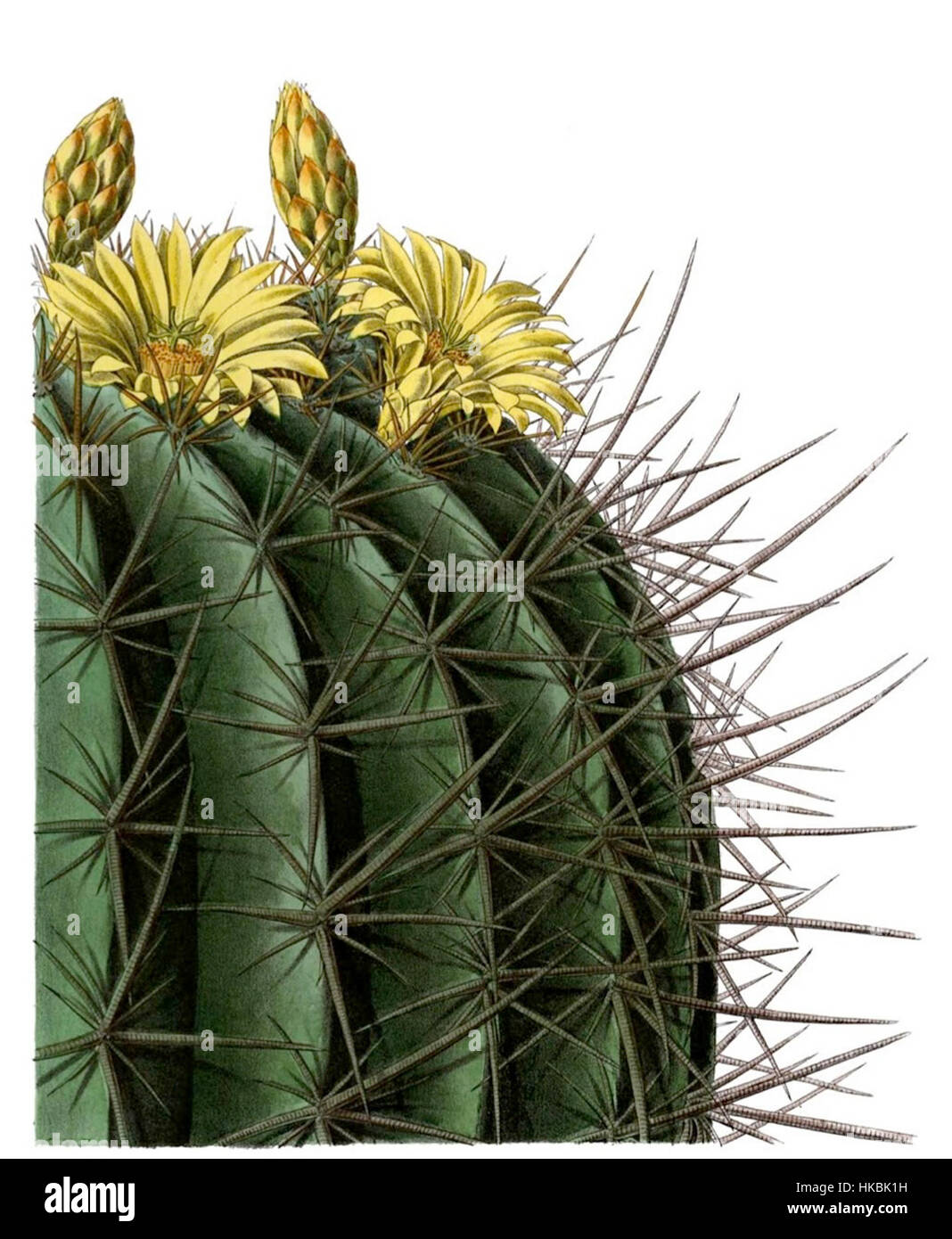 The Echinocactus platyacanthus, also known as the 'Flat-spined Cactus ...