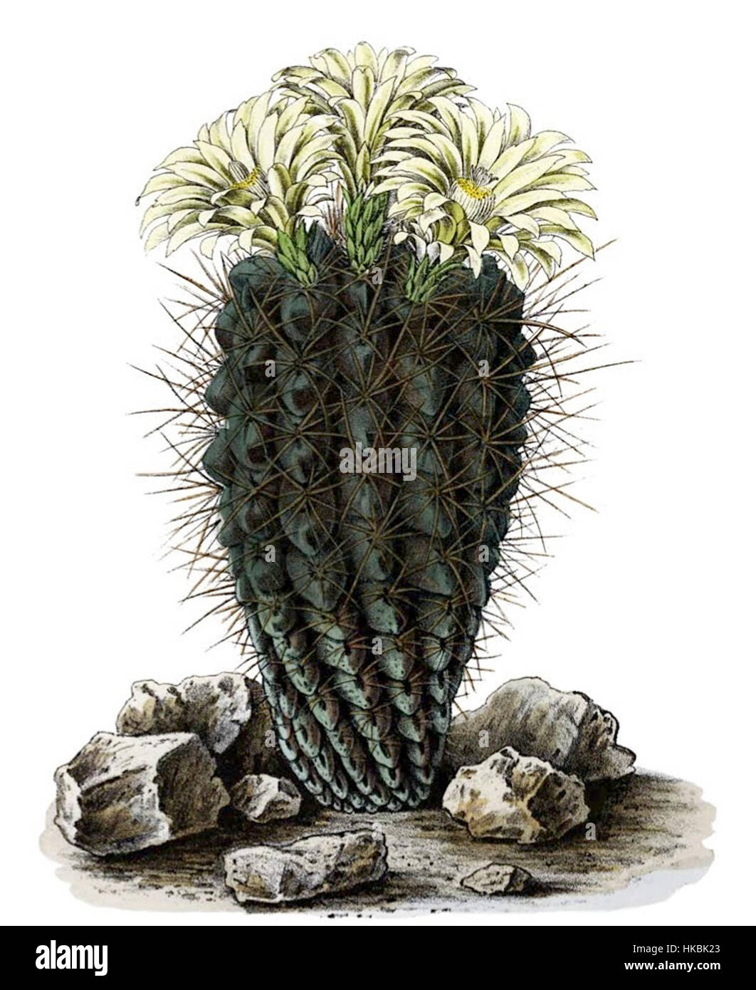 This artwork features a depiction of the Eriosyce sp. cactus ...