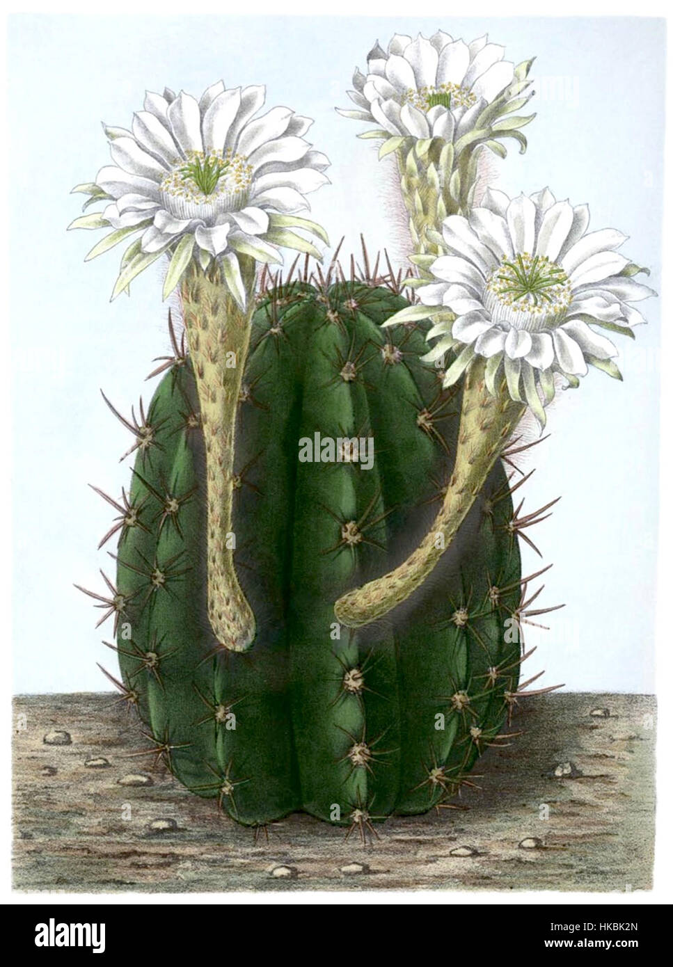 Echinopsis rhodotricha, a species of cactus, is known for its unique ...