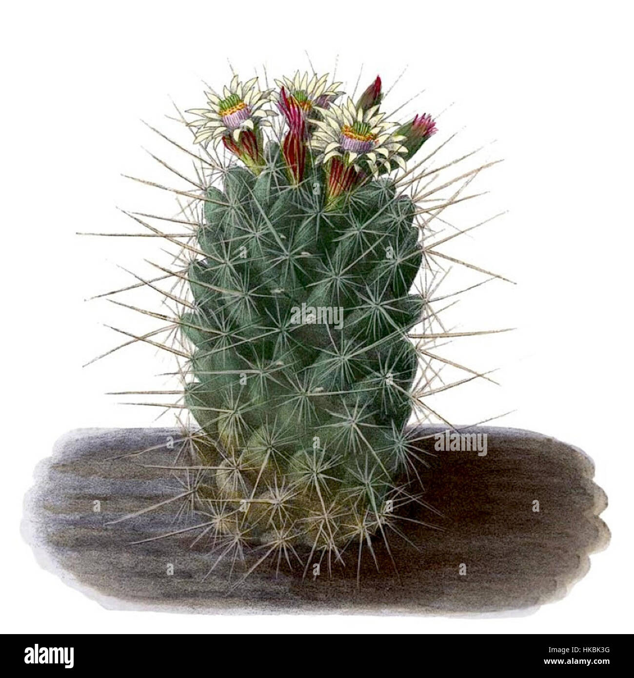 This botanical illustration depicts Coryphantha clavata, a species of ...