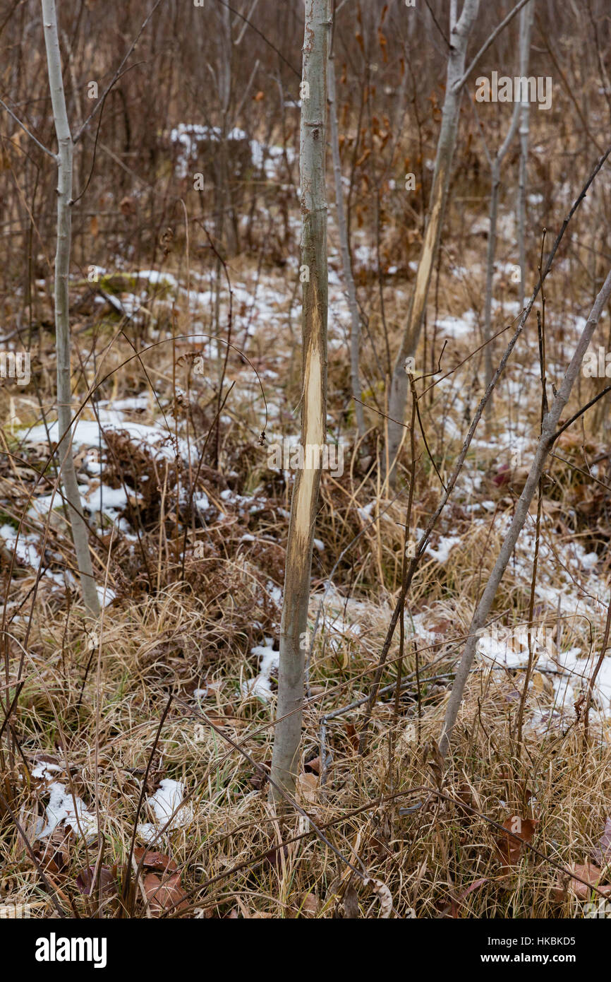 White-tailed buck rub Stock Photo - Alamy
