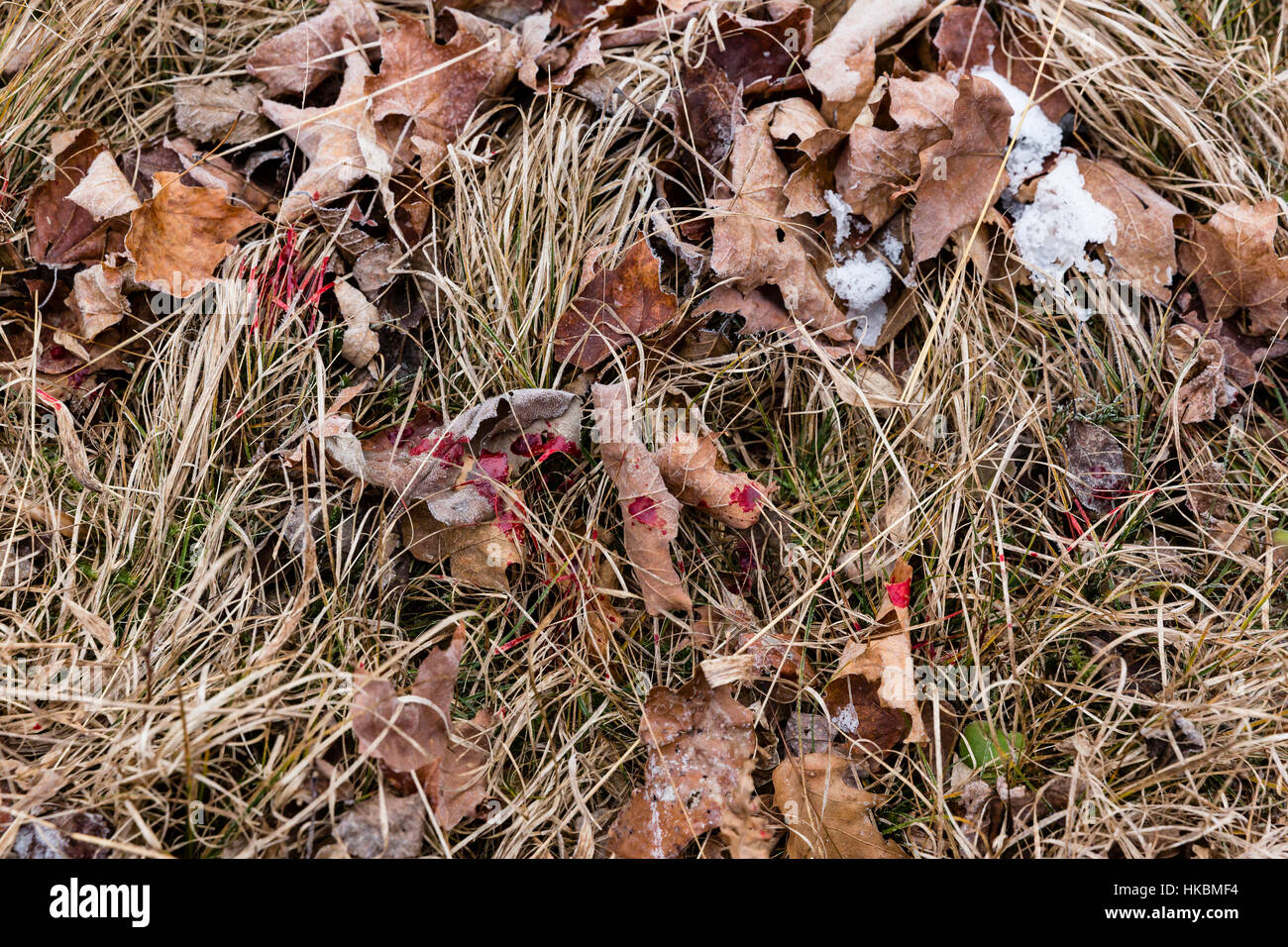 Whitetail blood trail hi-res stock photography and images - Alamy