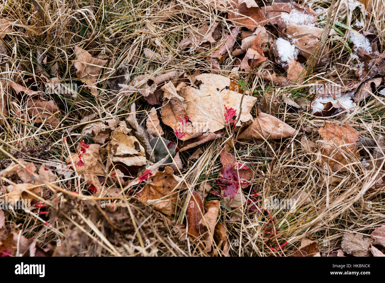 White-tailed deer blood trail Stock Photo - Alamy