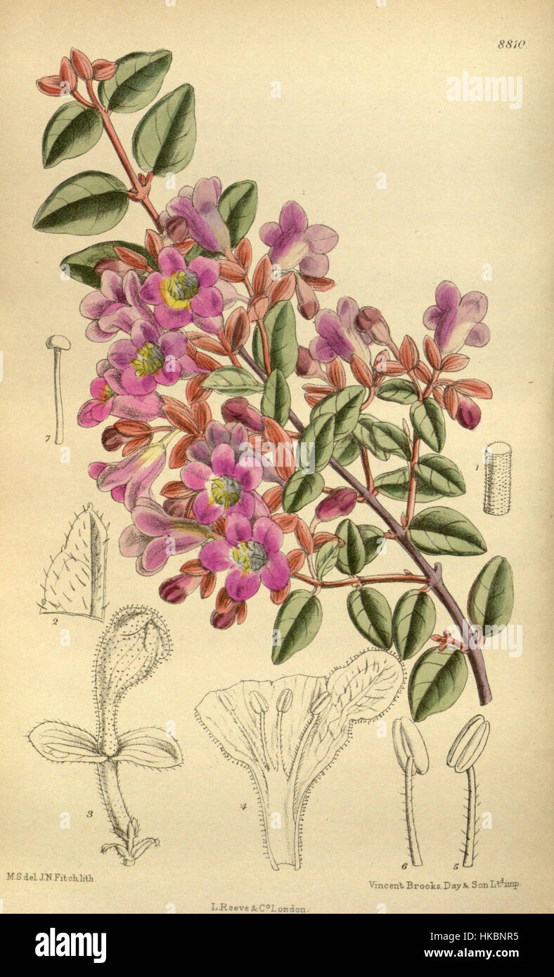 A botanical illustration of *Abelia longituba*, showcasing the ...