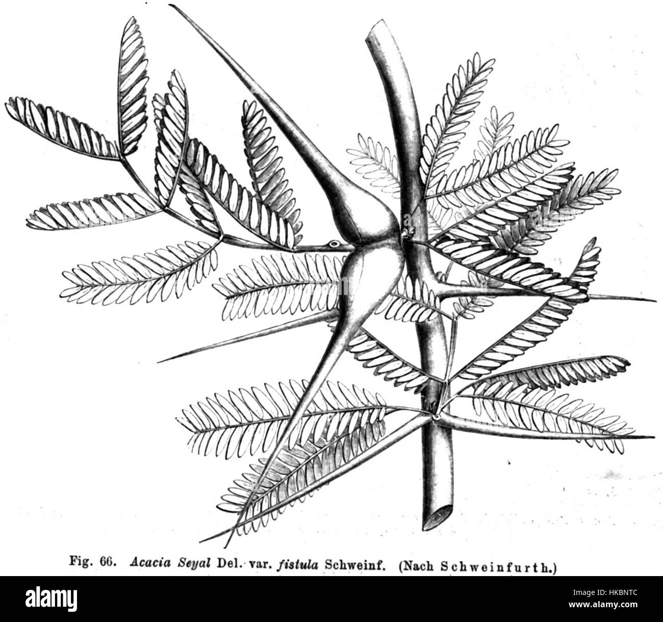 Used gum Black and White Stock Photos & Images - Alamy