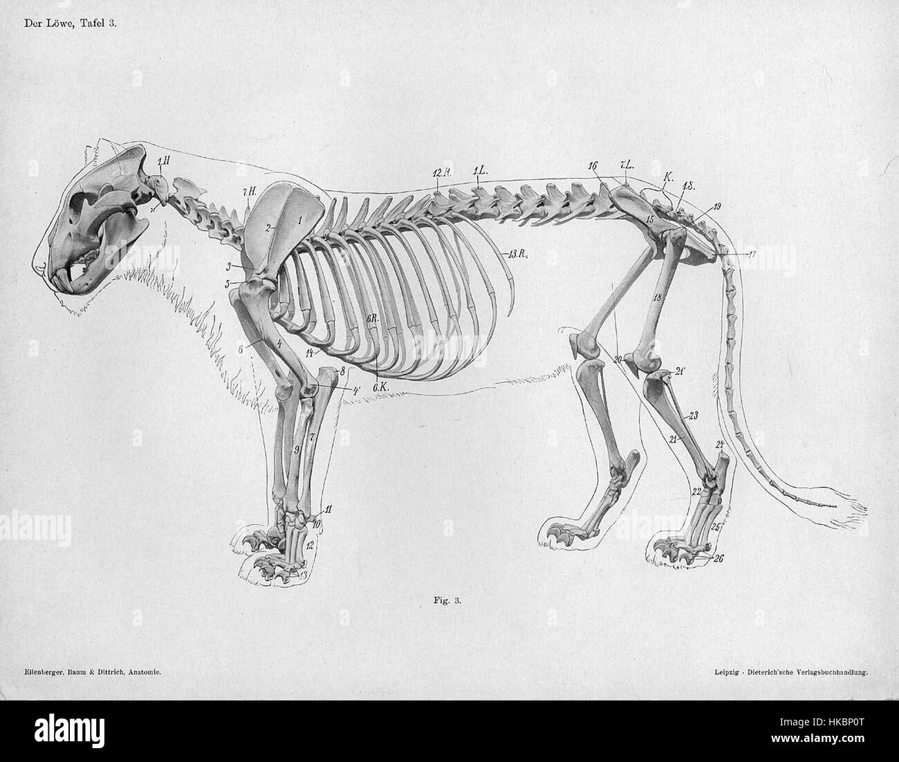A scientific illustration of a lion's anatomy, focusing on the lateral ...