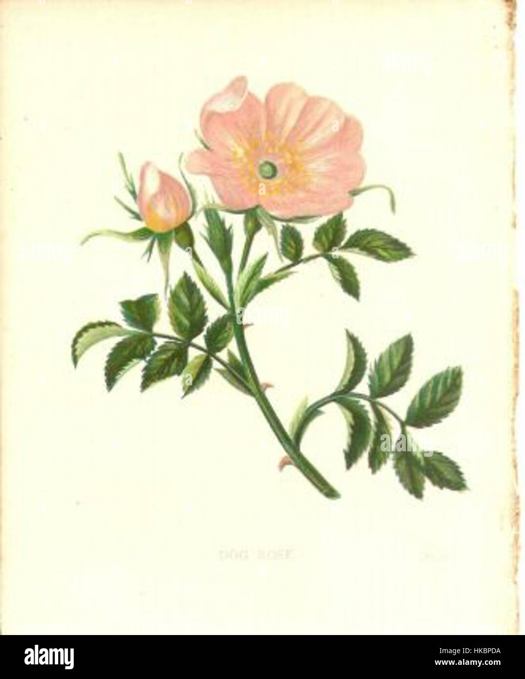 Anne Pratt's botanical illustration *Dog Rose* captures the delicate ...