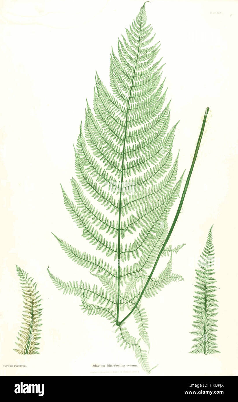 The Athyrium filix-femina Moore32, also known as the lady fern, is a ...