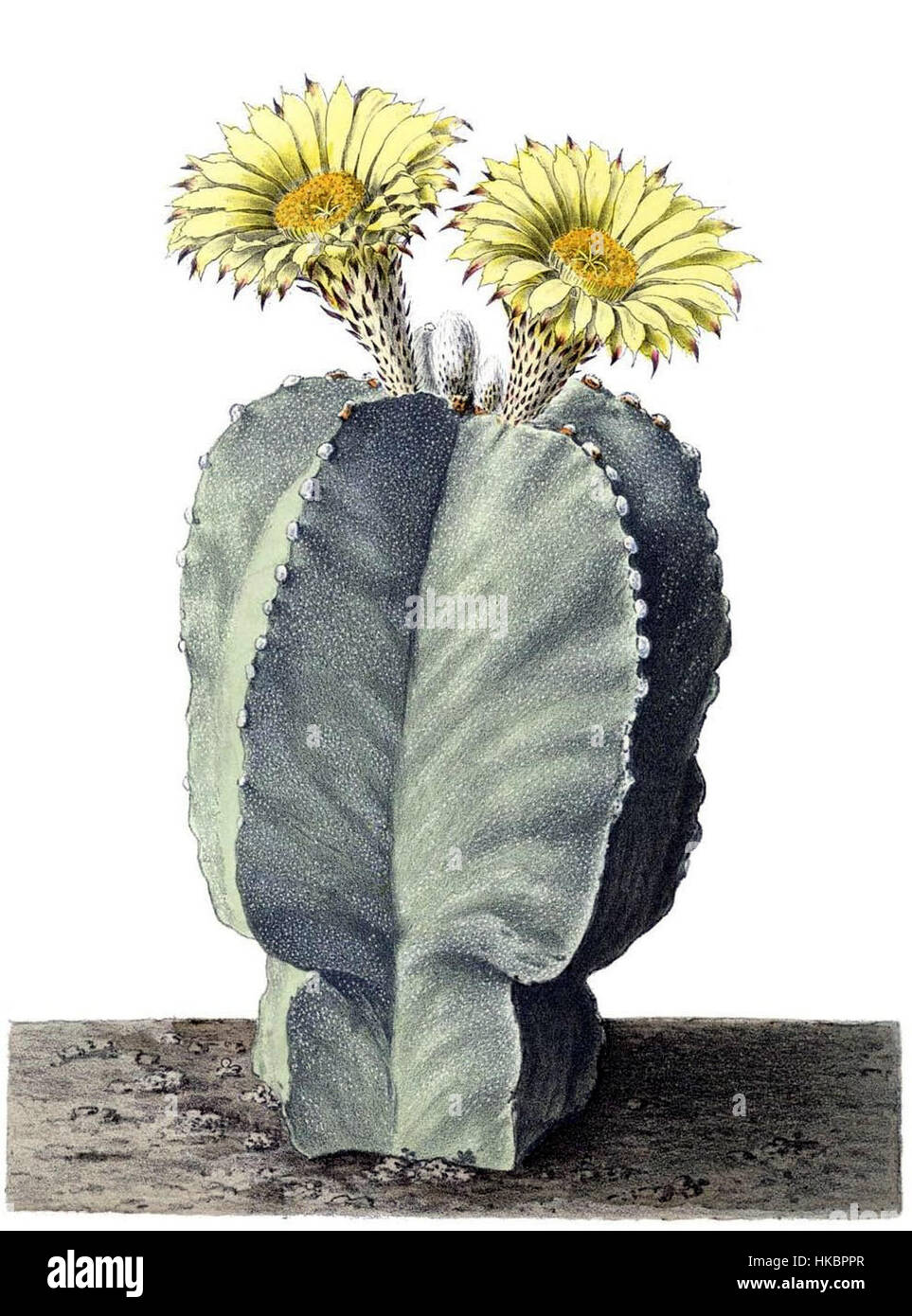 Astrophytum myriostigma, also known as the Bishop's Cap cactus, is a ...