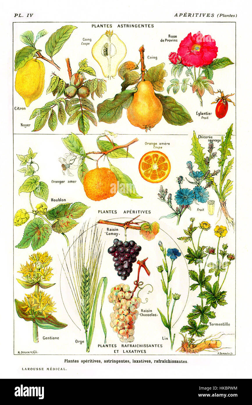 This illustration, 'Astringentes aperitives' from the Larousse ...
