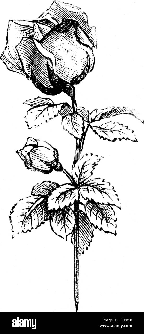 This painting depicts a 'branche coupÃ©e', a French term for a severed ...