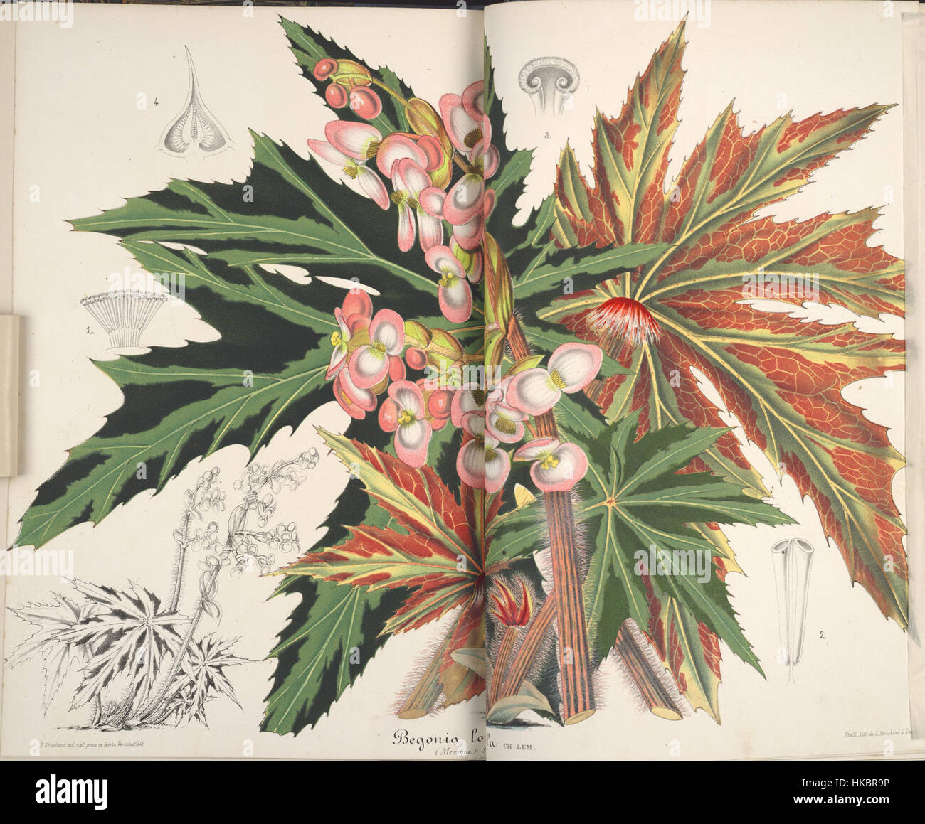 A detailed illustration of the Begonia heracleifolia plant, capturing ...